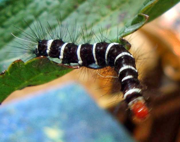 Naturalist's World - Dr Abe V Rotor : Research Triangle: Hydrangea ...