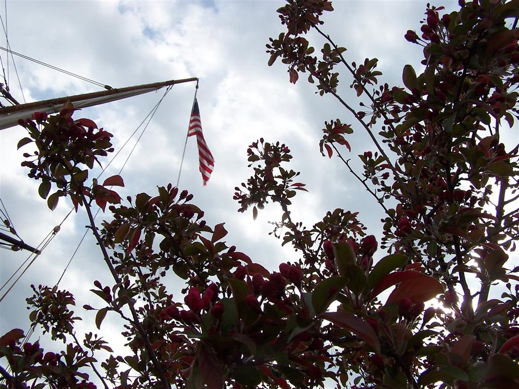 Perennial Passion: RIP Smokebush