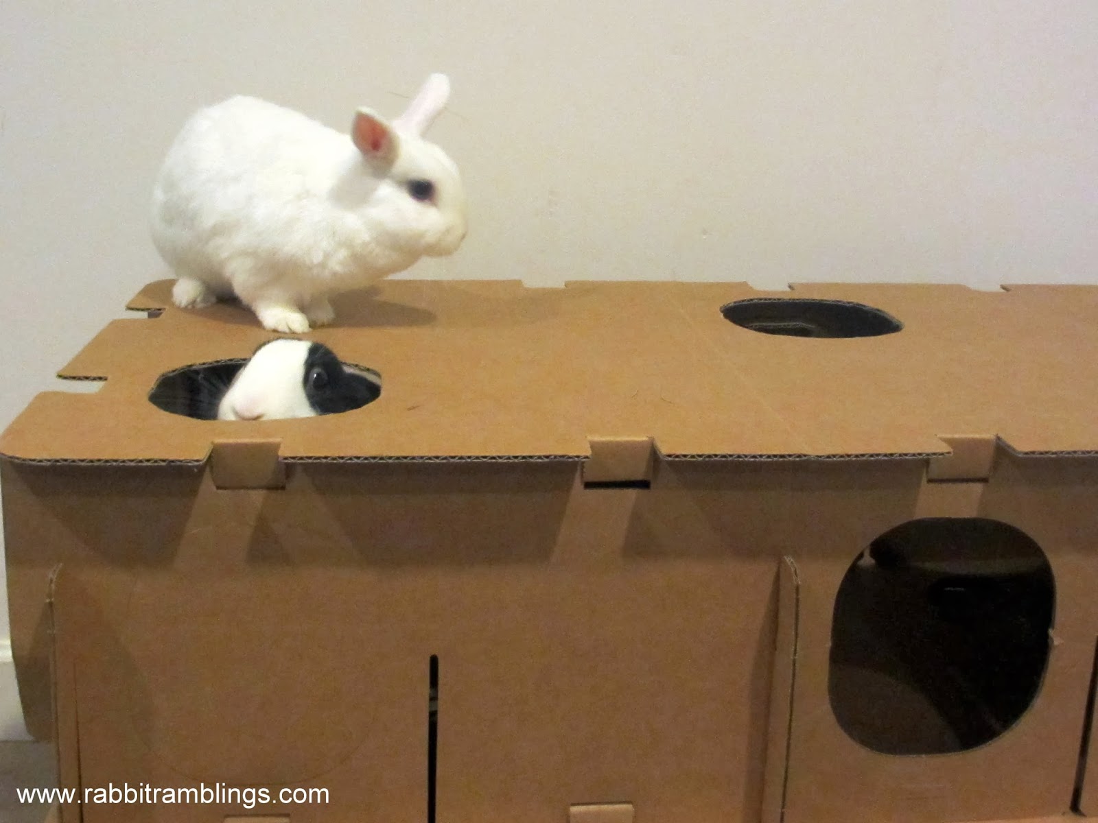 Rabbit Ramblings: One day in the Maze Haven
