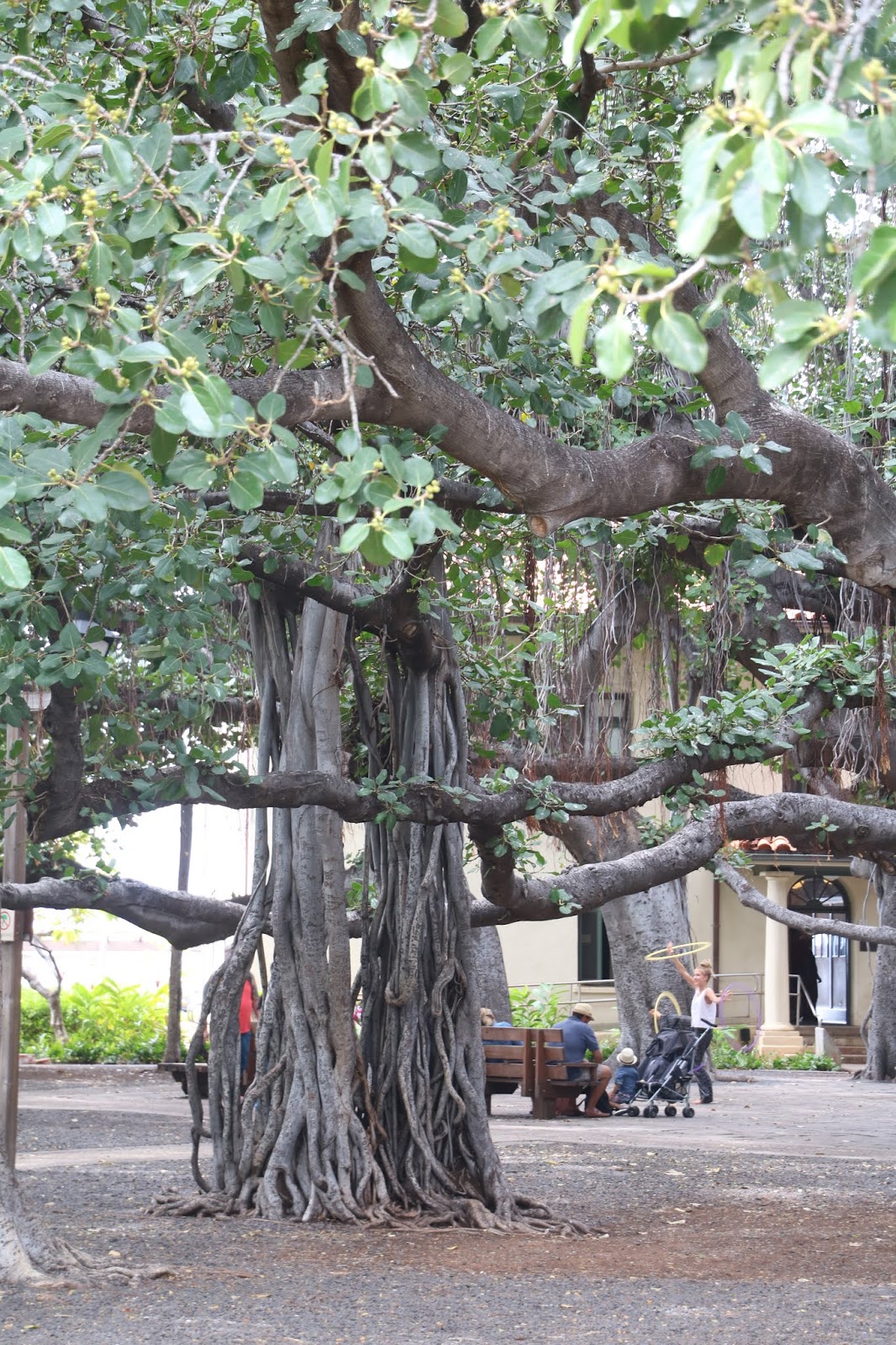 Ms. Congeniality: Maui, Day One: Lahaina