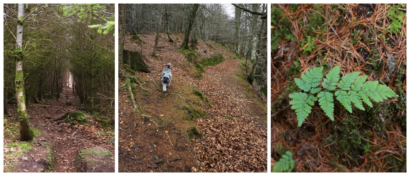 A Stubborn Optimist ~ An Ecotherapy blog: Ulster Way Hike - Ring of ...