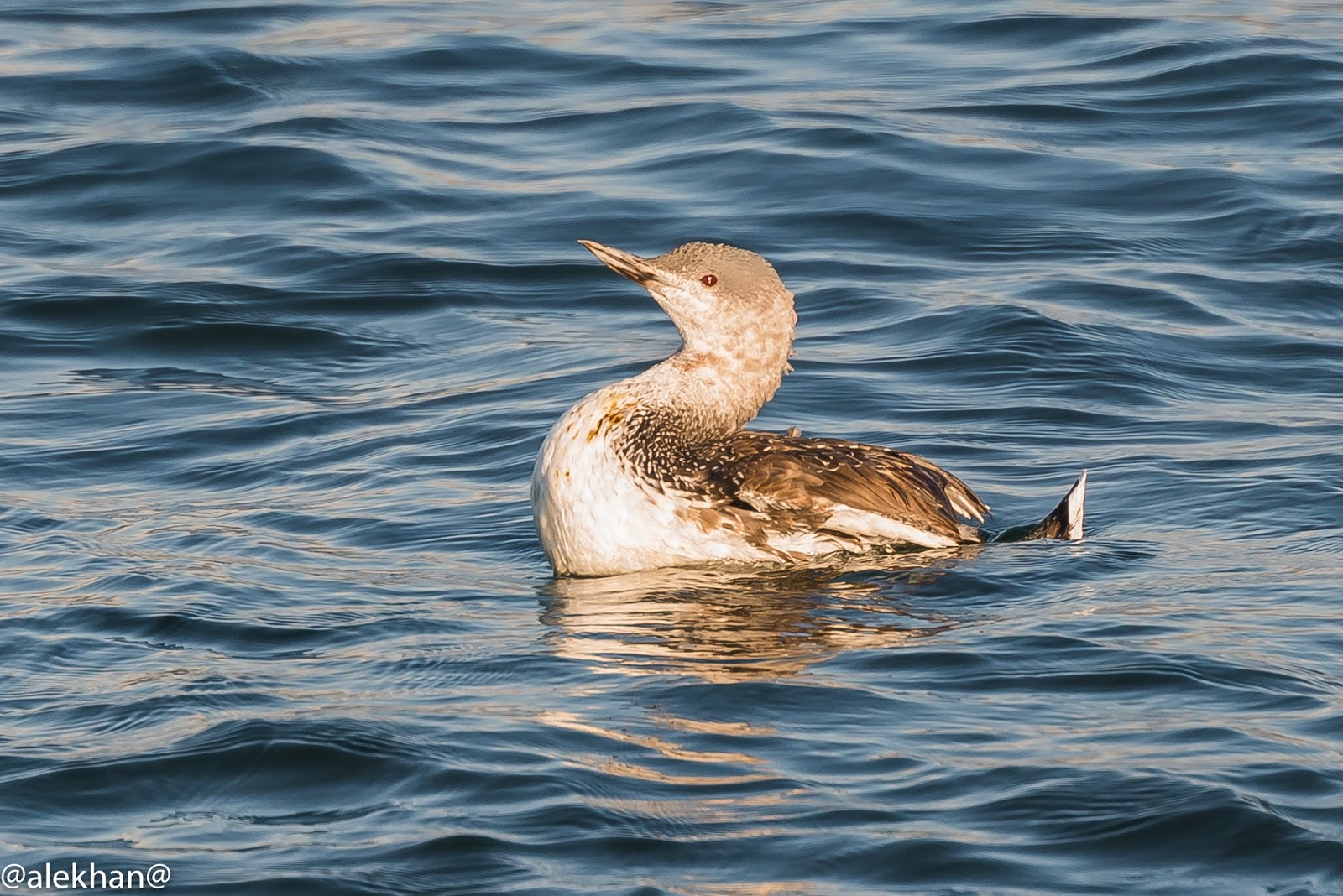Pájaros, Pajarracos: Colimbo chico (US)