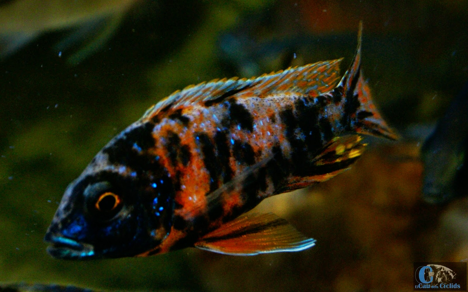 Ciclidos del Rift: Aulonocara Marmelade Ob