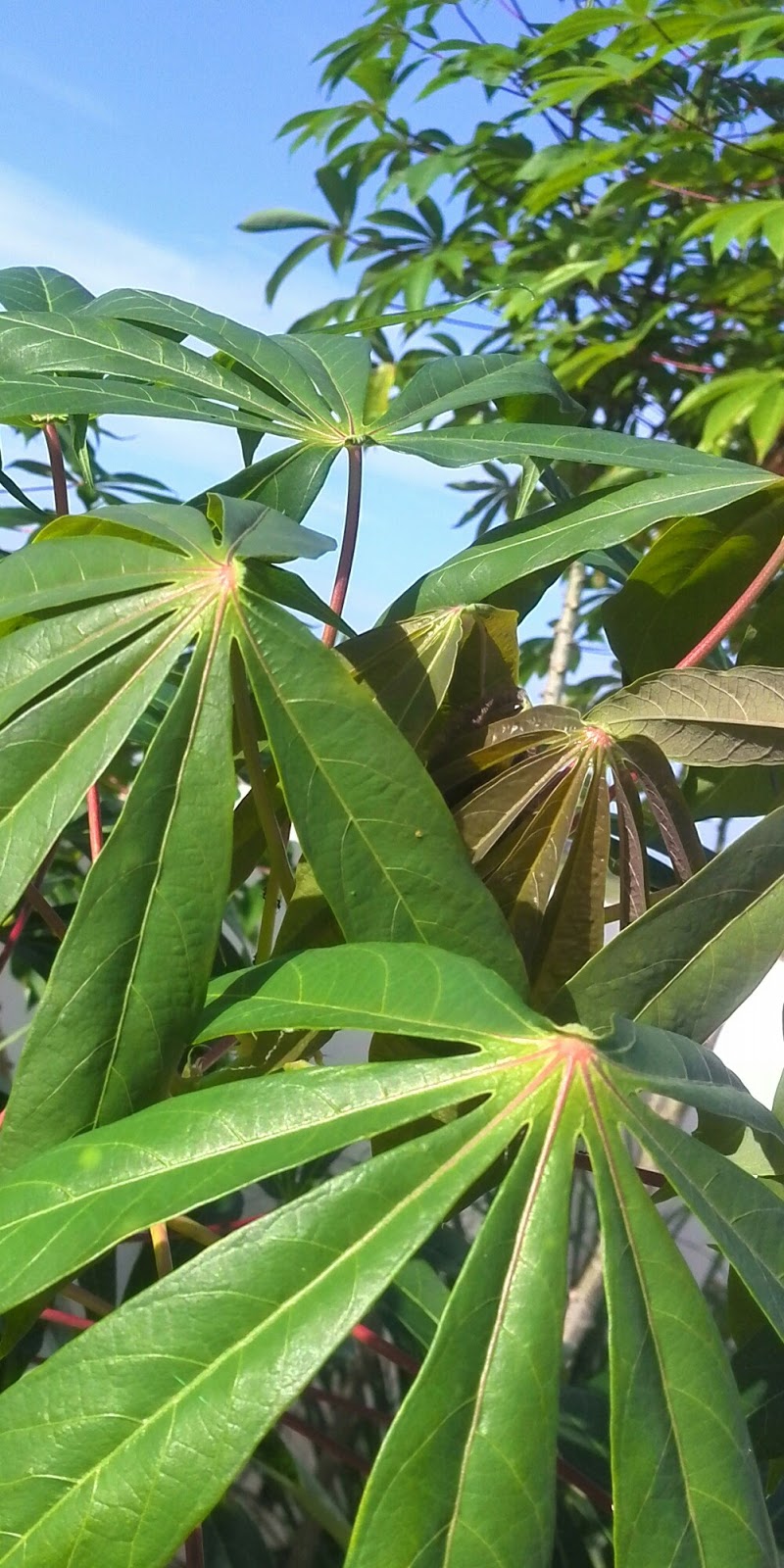 namakucella: UBI KAYU KUNING