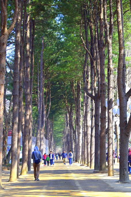 Girl Travel Factor: Welcome to Nami Island