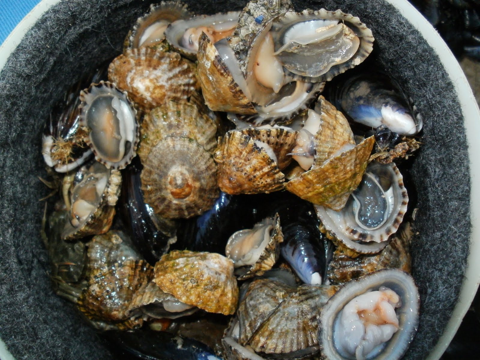 GANG SURFCASTING: Lapa