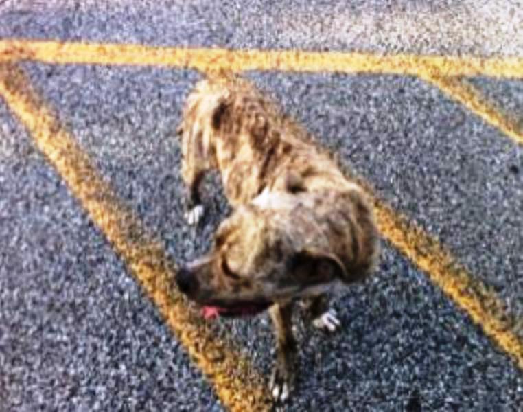 Barrio Dogs: Hermann Park Dog Needs Help