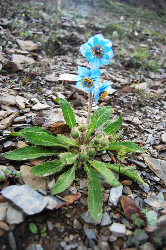 Meconopsis World - A Visual Reference: Meconopsis racemosa - Photos In ...