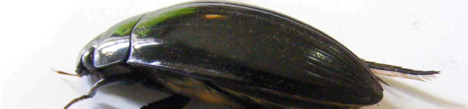 Days on the Claise: Great Silver Beetle