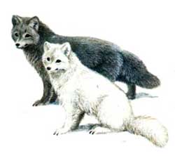 Abe's Animals: Recently extinct foxes