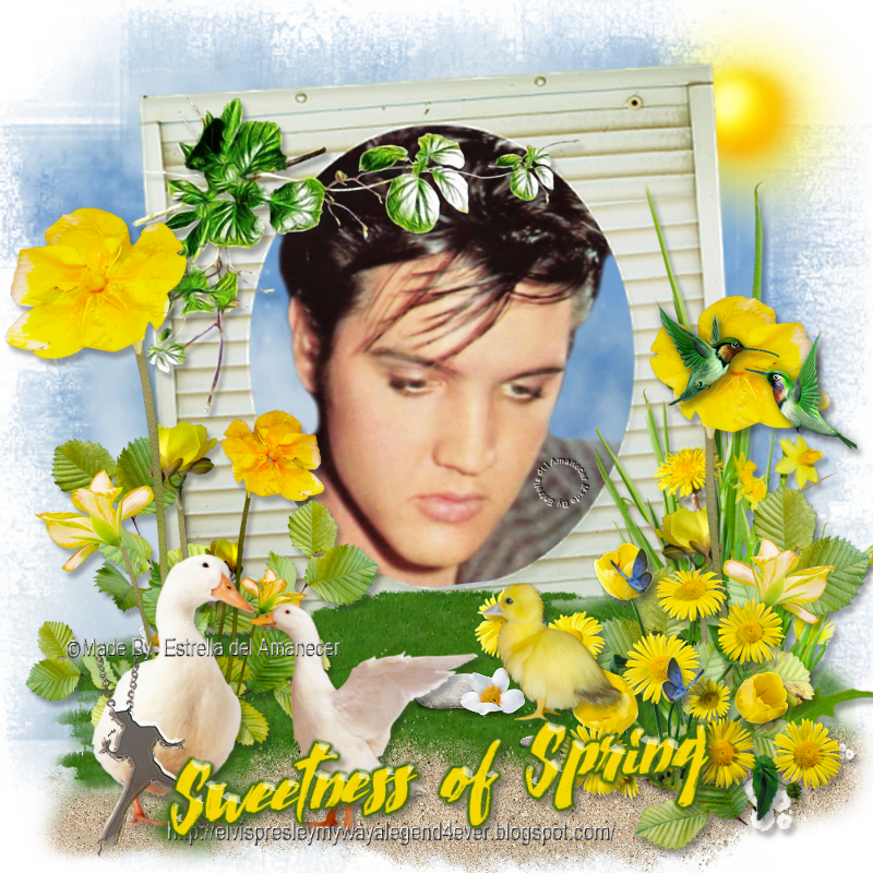 Elvis Presley My Way A Legend 4ever: Elvis Presley Sweetness of Spring