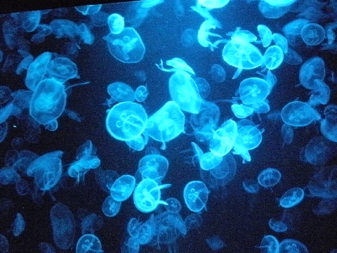 Tips Ground: The Beauty of Jellyfish (with Some Interesting Facts)