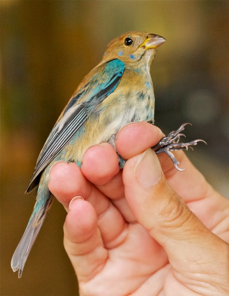 Bird Banding: Learning From Birds In-hand: Color Banding Painted Buntings