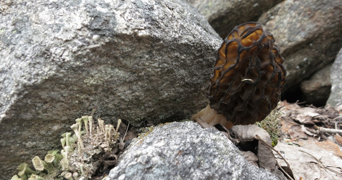 Free the Hills: Can I use maps to predict where Morels will grow? Part 1