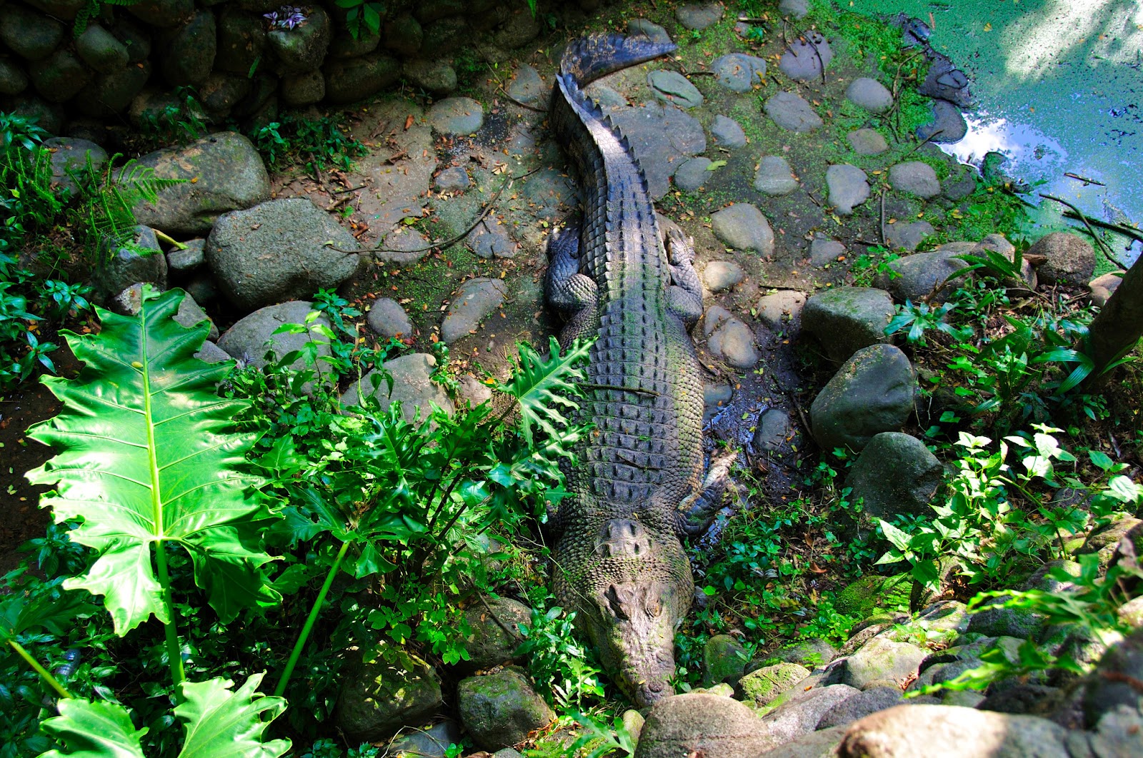 Cuchi's Travel Logs: Fun times at Avilon Zoo, Rizal Philippines