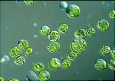 Apuntes de Nutrición Vegetal: Citología vegetal (II)