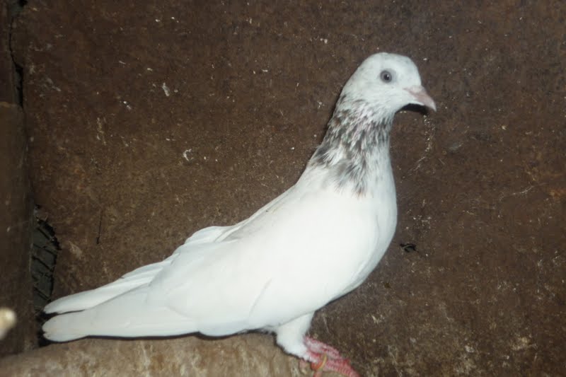 Pigeons | Kabootar Baaz | Pigeons Photos: July 2011