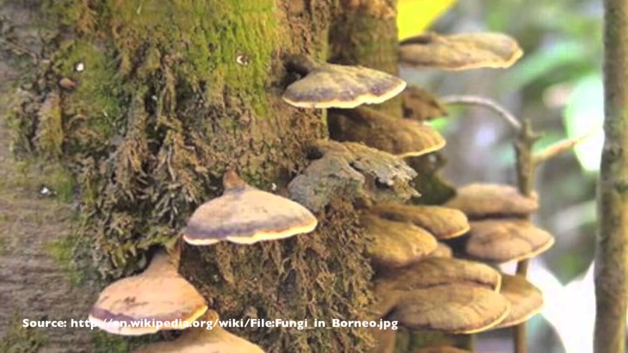 Difference Between Saprotrophs and Saprophytes----On Fow24news.com ...