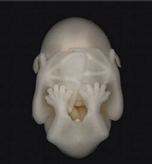 I Think Therefore I Blog: Compare Animal Embryos