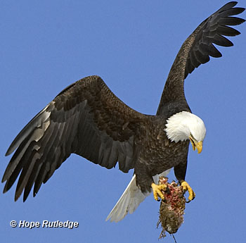 Flying Birds: Eagle Vs Mountain Goat