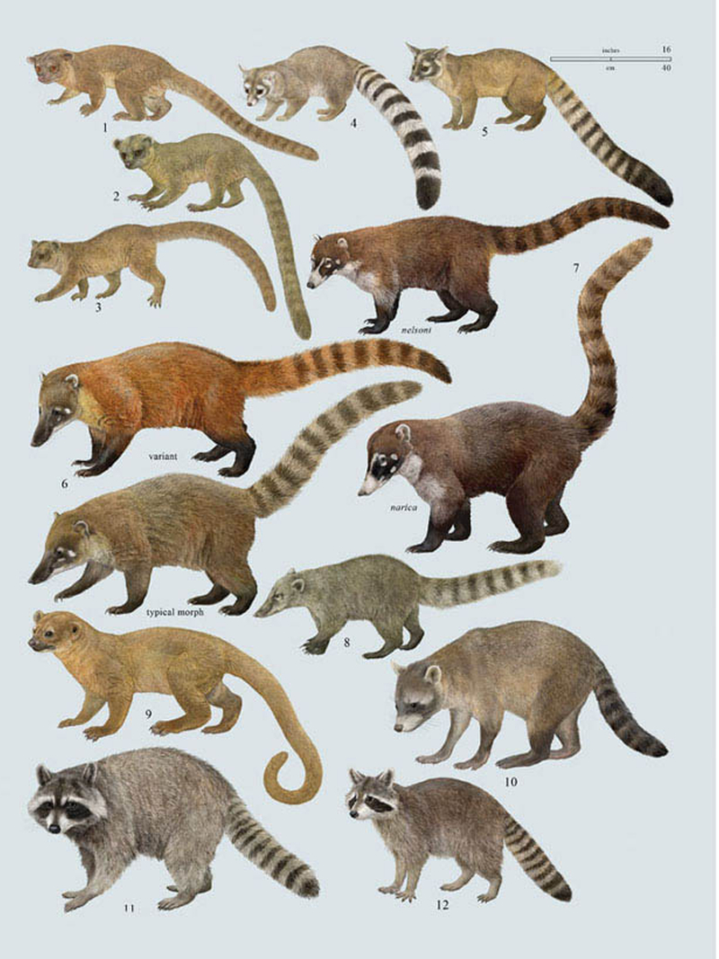 Supernova之家: 浣熊科動物(Procyonidae)-2015