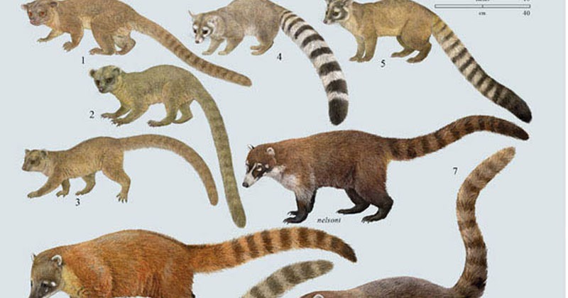 Supernova之家: 浣熊科動物(Procyonidae)-2015