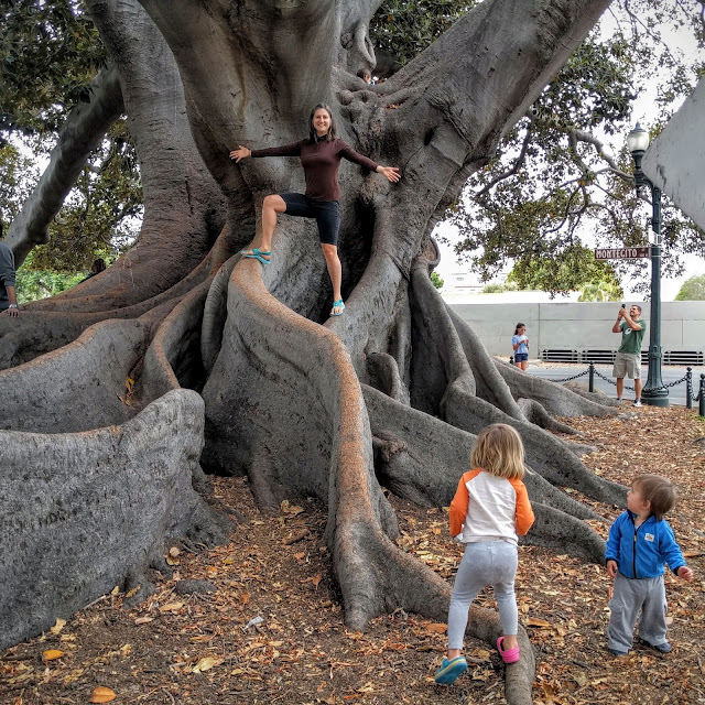 Giant Fig Tree - Largest in North America