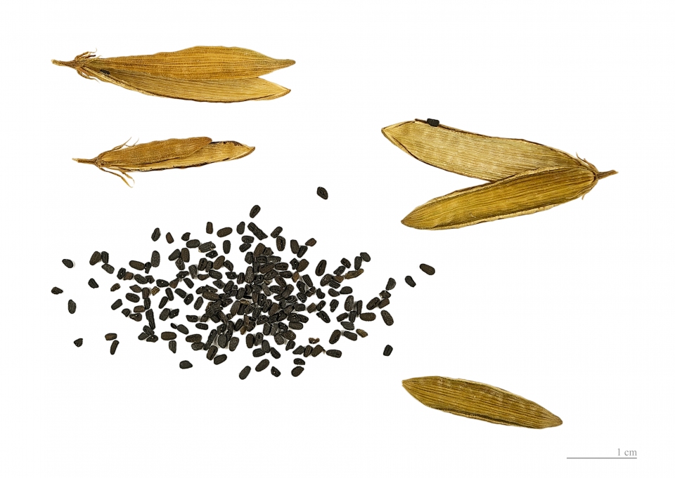 La Doctora De Las Plantas: “Buenas Tardes o Vicaria” Una planta fácil ...