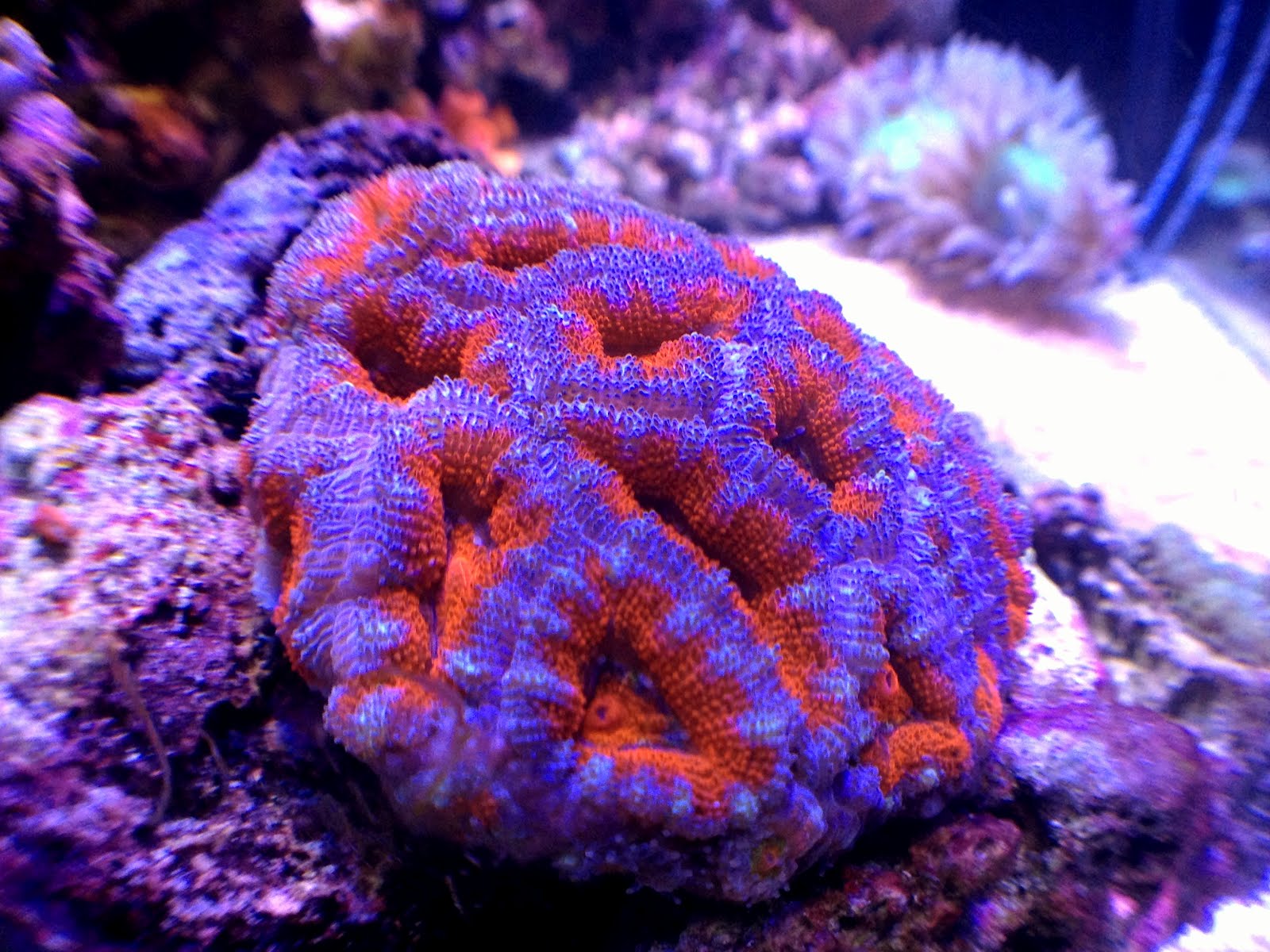 Emboli's Aquariums: [MARINE TANK] Plate Corals