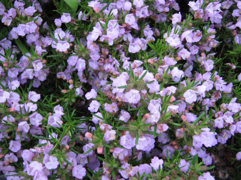 Future Plants by Randy Stewart: Cumberland Rosemary