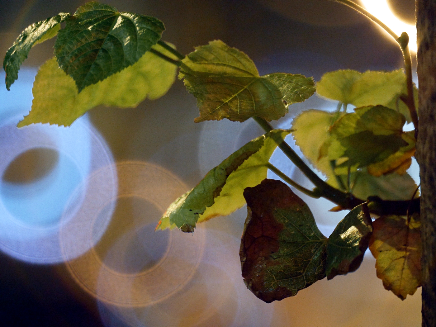 Micro 4/3rds Photography: Distorted images