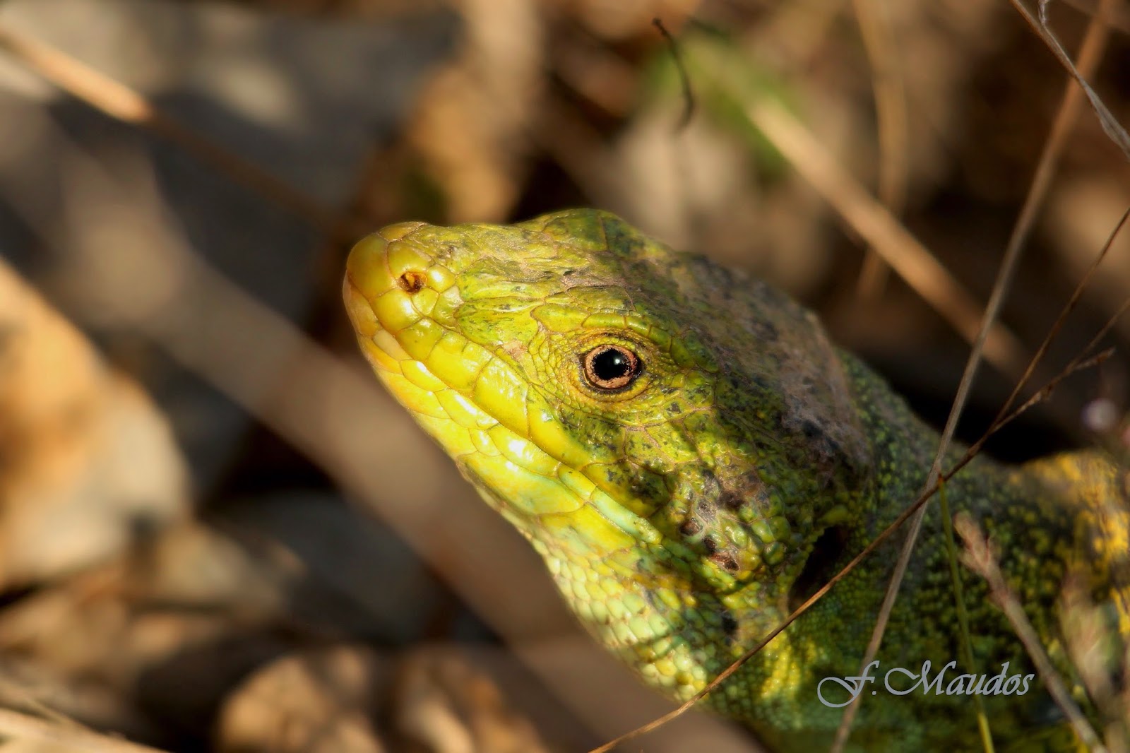 Foto Perales: LAGARTO OCELADO "ARDACHO" EN MI PUEBLO