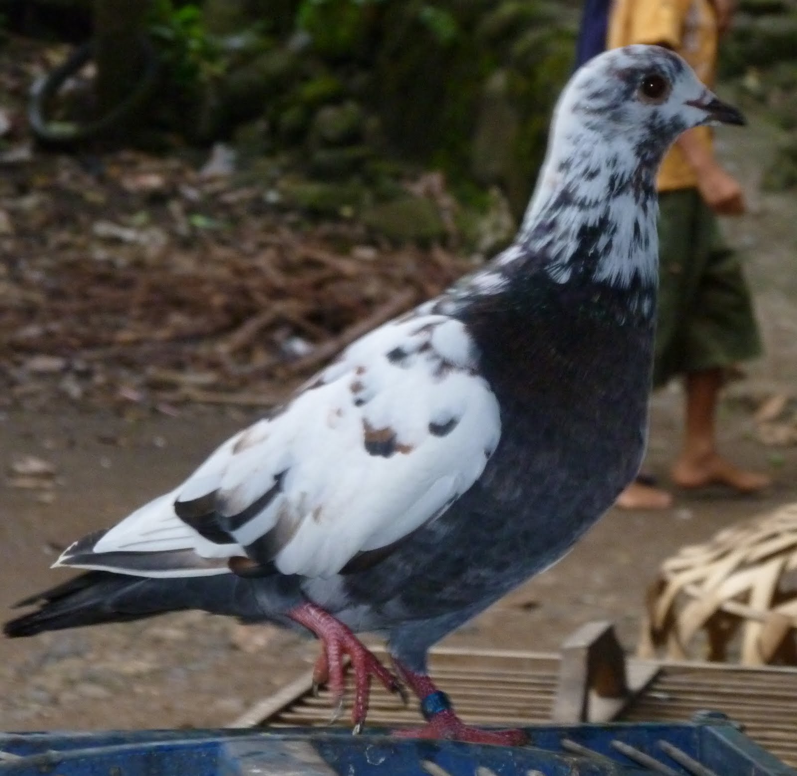 MERPATI BALAP TINGGIAN: AP 5_Jr Merpati Tinggian Blorok