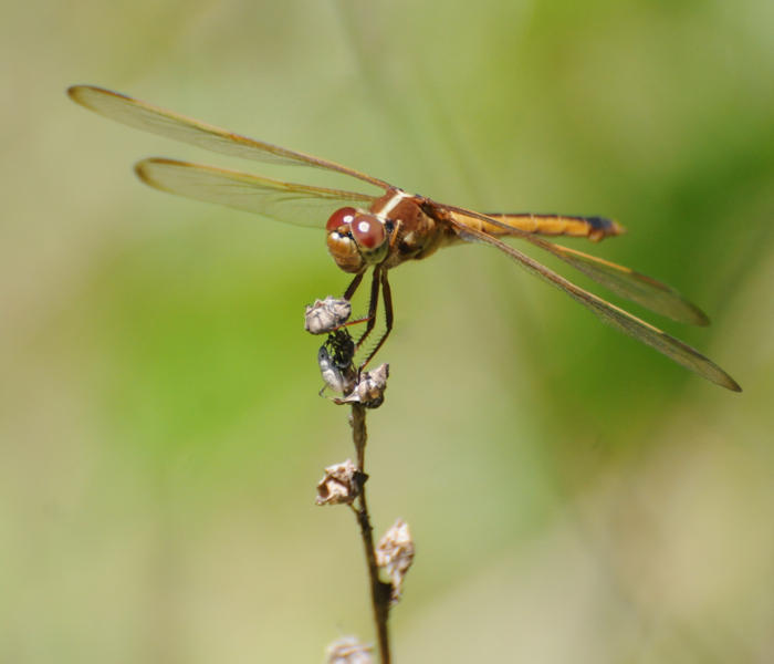 A Wandering Naturalist: Florida: Some Florida Dragonflies