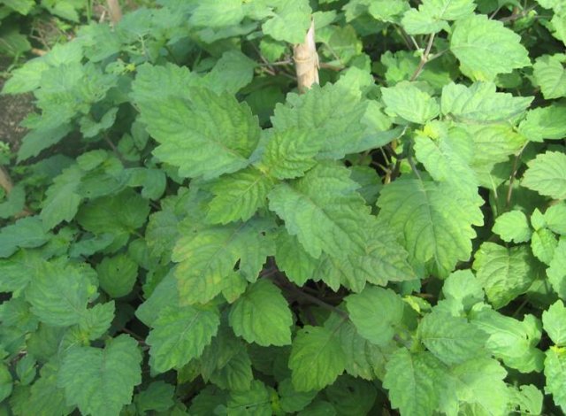 LEMBAGA PENGABDIAN MASYARAKAT: SEKILAS BUDIDAYA TANAMAN NILAM