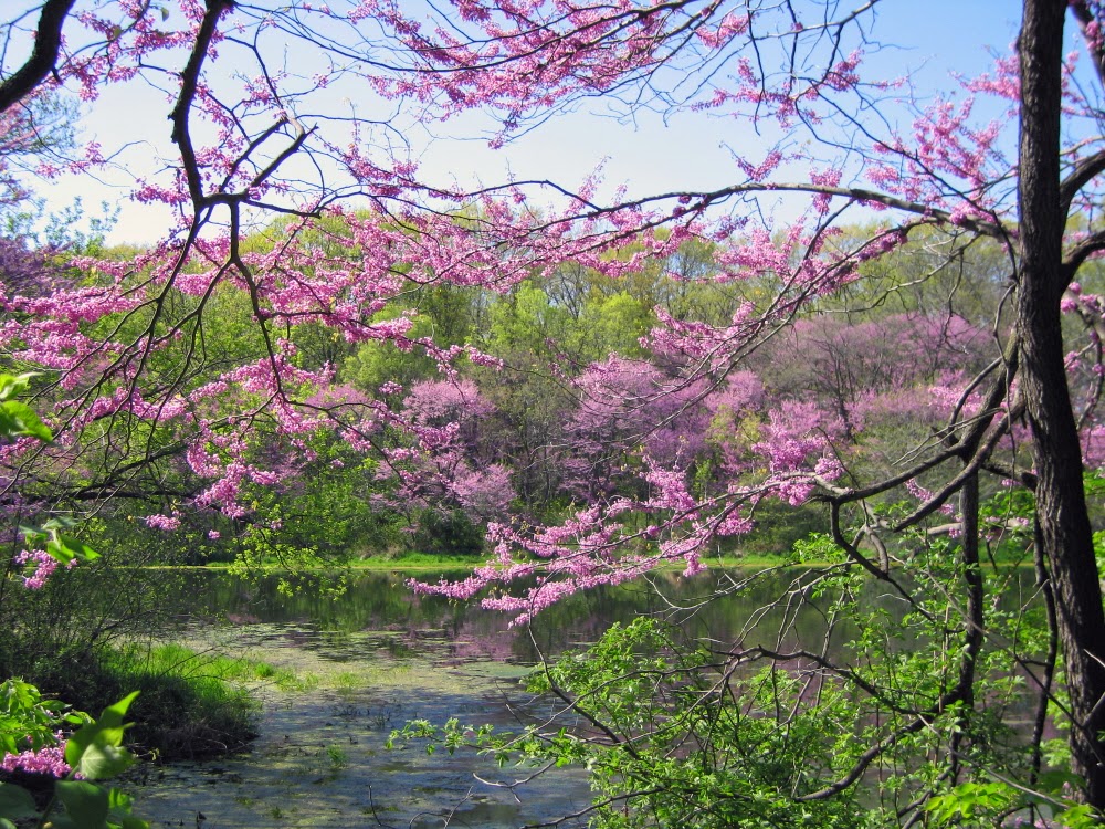 The Lucas Countyan: See redbud, think spring, stay warm