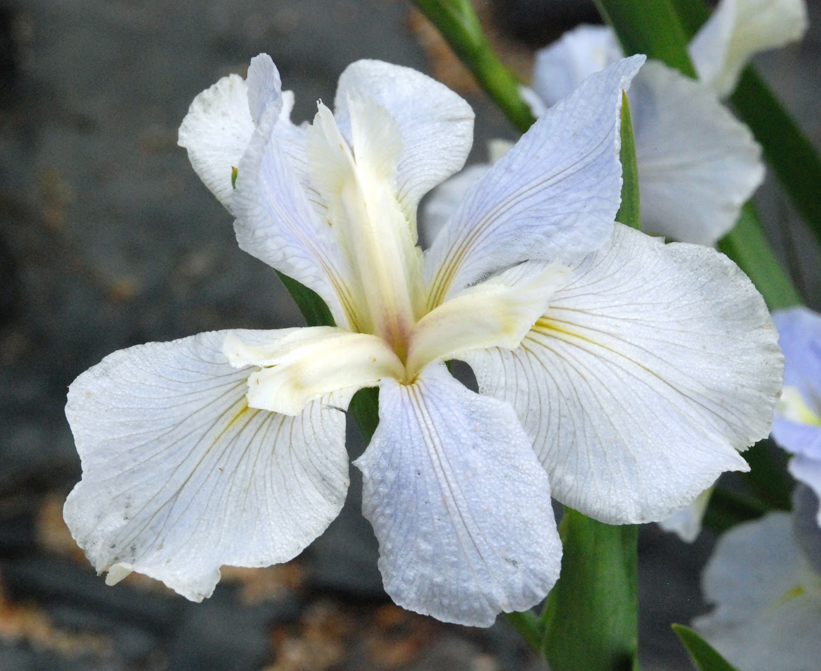 World of Irises: November 2015