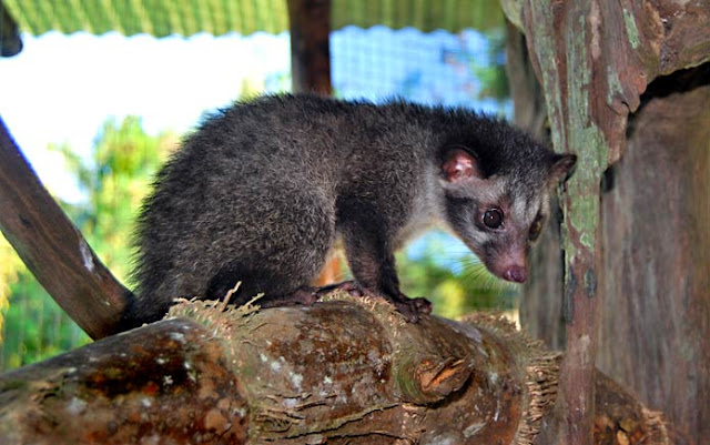 Musang or Masked Asian Civet Cat