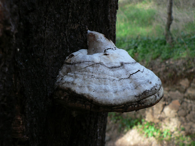 Desde Alájar: Hongo yesquero