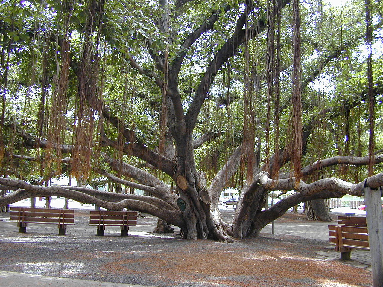 Trees Planet: Ficus benghalensis - Banyan Tree