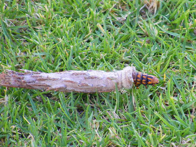 Days on the Claise: Saunder's Case Moth