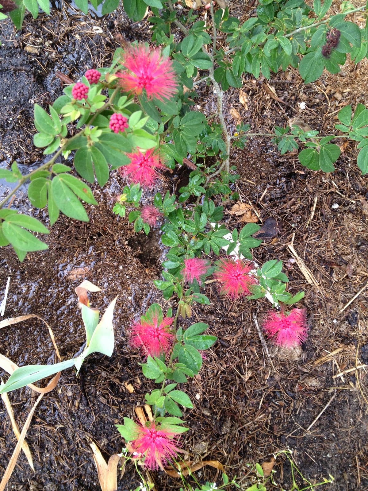 Aprille's SoCal Gardening : Dwarf Pink Powderpuff