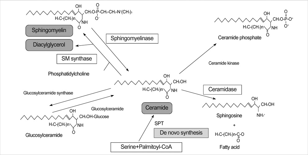 Joe's Science Corner: The Role of the Enzyme Acid Ceramidase in the ...