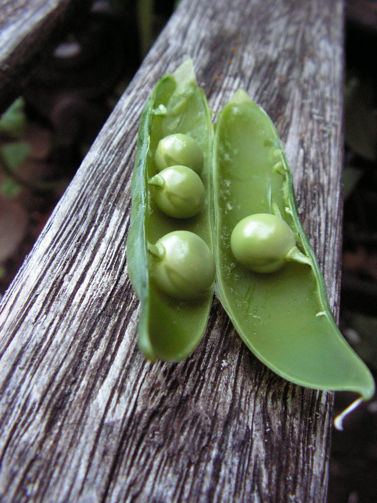 Growing up: Grumpy old pod