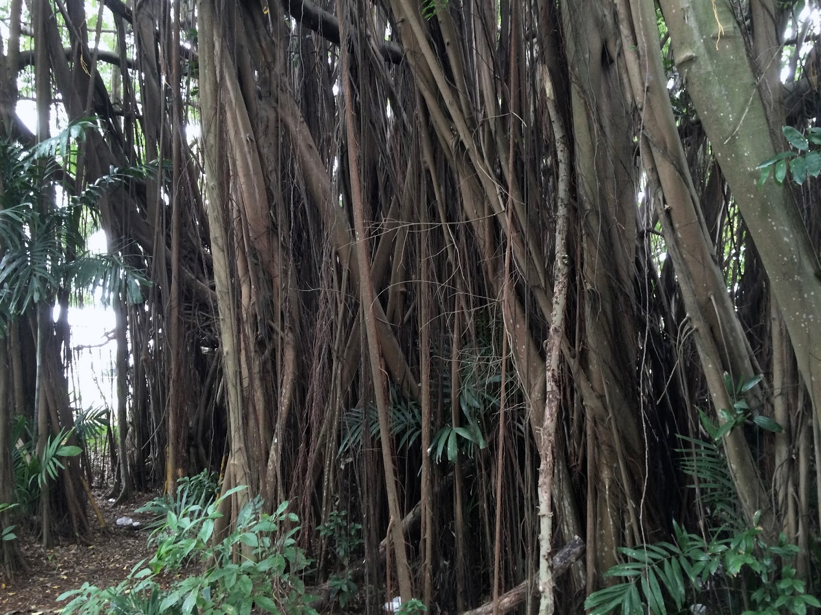 Mystical Banyan Treehouse @ Kallang Riverside Park; Singapore | Moonlit