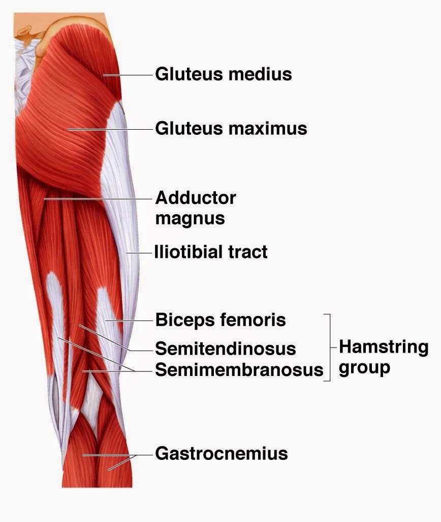 Influência da frequência de alongamento utilizando facilitação ...
