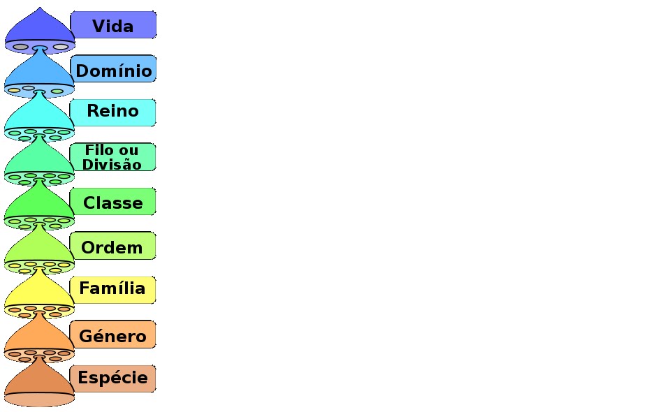 Ciências-7° ano-: Taxonomia