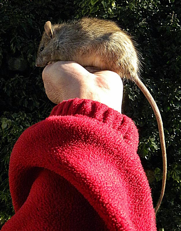 FOTO NATURA HUESCA 2: RATA Rattus Johann Gotthelf Fischer von Waldheim ...