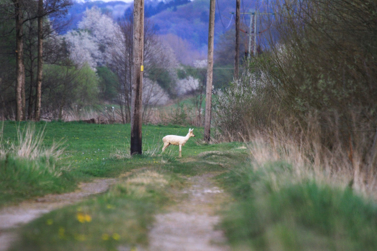 waldläufer: weisses Reh in Hilkerode / White Deer in Hilkerode
