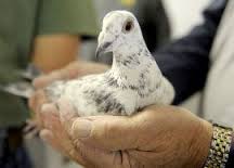 nieripigeons USA racing pigeons: Los Jan Aarden de Piet Laseroms.